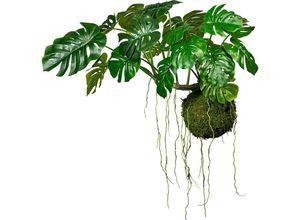 4064118076087 - Splitphilodendron auf Mooskugel Ø 280 mm HxB 800 x 1200 mm mit Hängedraht