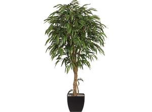 4003529900895 - Kaiserkraft - 122027 Weeping Ficus mit Naturstamm Höhe 1800