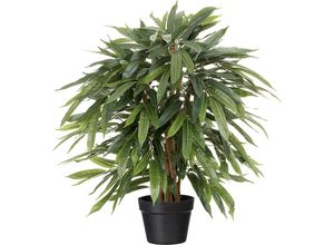 4003529305683 - Kaiserkraft - 548146 Weeping Ficus im Kunststofftopf Höhe