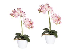 4003529323274 - Phalaenopsis im weißen Keramiktopf Höhe 500 mm VE 2 Stk Blüten rosa