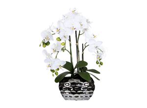 4003529703410 - Phalaenopsis in Ovalvase Höhe 550 mm Blüten weiß kaiserkraft