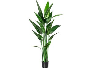 4064118075776 - Wassercanna im Kunststofftopf mit Erde Höhe ca 1400 mm kaiserkraft