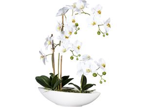 4003529918760 - Phalaenopsis in Keramikschale weiß Höhe 600 mm kaiserkraft