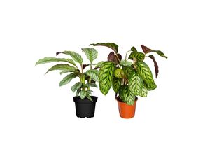 4311532541777 - Korbmarante - Calathea Crocata 50-60 cm Ø17 cm Topf 2er Set