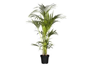 4311532433096 - Kentiapalme - Howea Forsteriana Höhe 100-120 cm Ø20 cm Topf 1 Pflanze