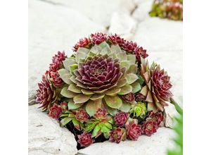 4050957430173 - Hauswurz Steinrose - Sempervivum tectorum