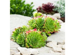 4050957414999 - Grüner Hauswurz - Sempervivum-Hybride