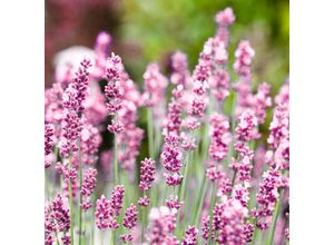 4050957404440 - Lavendel (Farbe rosa)