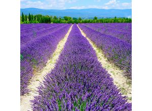 4050957297011 - Lavendel (Farbe lila)