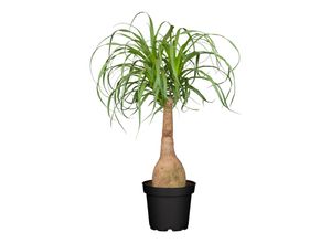 4311527578979 - Elefantenfuß - Beaucarnea recurvata Höhe 80-90 cm Ø24 cm Topf 1 Pflanze