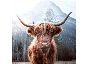 4019449462443 - PRO ART Glasbild HIGHLAND CATTLE (BHT 30x30x130 cm) BHT 30x30x130 cm bunt Acrylglasbild