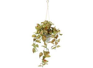 4019844783488 - Kunstpflanze IGEA Künstliche Fittonia Hängeampel mit Topf Kunstpflanze Kunstpflanzen Gr B H L 40 cm x 80 cm x 38 cm 1 St grün (grün rot) Künstliche Zimmerpflanzen Topfpflanze Kunstblume