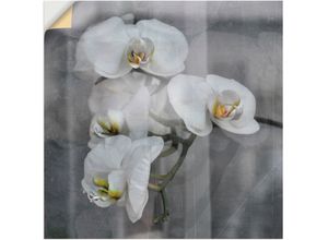 4057738657255 - Wandbild ARTLAND Weisse Orchideen - white Orchid Bilder Gr B H 40 cm x 40 cm Wandaufkleber - Vinyl Blumen 1 St schwarz Bild Kunstdruck Poster Bilder als Leinwandbild Wandaufkleber oder in versch Größen