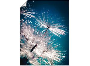 4059745191241 - Wandbild ARTLAND Pusteblume Kristallschirmchen Bilder Gr B H 30 cm x 40 cm Poster Blumen 1 St blau Bild Kunstdruck Kunstdrucke Bilder als Alubild Leinwandbild Wandaufkleber oder Poster in versch Größen