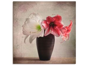 4059745059398 - Wandbild ARTLAND Amaryllis Vintage I Bilder Gr B H 30 cm x 30 cm Leinwandbild Blumen quadratisch 1 St beige (naturfarben) Bild Poster Bilder als Alubild Leinwandbild Wandaufkleber oder in versch Größen