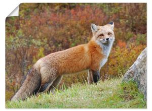 4055327940870 - Wandbild ARTLAND Fuchs I Bilder Gr B H 40 cm x 30 cm Poster Wildtiere Querformat 1 St braun Bild Leinwandbild Kunstdrucke Bilder als Leinwandbild Wandaufkleber oder Poster in versch Größen