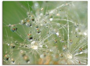 4055327627061 - Wandbild ARTLAND Wassertropfen Pusteblume Bilder Gr B H 80 cm x 60 cm Leinwandbild Blumen 1 St grün Bild Kunstdruck Poster Bilder als Leinwandbild Wandaufkleber oder in versch Größen