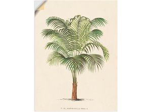 4062144369104 - Wandbild ARTLAND Palme II Bilder Gr B H 30 cm x 40 cm Wandaufkleber - Vinyl Pflanzen Hochformat 1 St beige (naturfarben) Bild Poster Bilder als Alubild Leinwandbild Wandaufkleber oder in versch Größen
