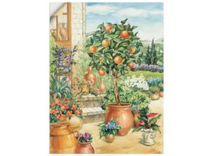 4057738231141 - Wandbild ARTLAND Orangenbaum im Garten Bilder Gr B H 45 cm x 60 cm Wandaufkleber - Vinyl Garten 1 St grün Bild Poster Bilder als Alubild Leinwandbild Wandaufkleber oder in versch Größen