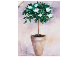 4062144385883 - Wandbild ARTLAND Winterjasmin Bilder Gr B H 60 cm x 80 cm Wandaufkleber - Vinyl Pflanzen Hochformat 1 St weiß Bild Leinwandbild Kunstdrucke Bilder als Leinwandbild Wandaufkleber oder Poster in versch Größen