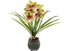 4019844799335 - Kunstblume MY HOME Orchidee Kunstpflanzen Gr B H L 35 cm x 40 cm x 25 cm 1 St bunt (grün rosa) Kunst-Blumen Mit Blätter im Topf aus Zement Künstliche Blume Cymbidium-Orchidee