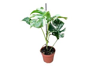 4311532604601 - Fensterblatt - Monstera Thai Constellation Höhe ~ 45 cm Ø17 cm Topf 1 Pflanze