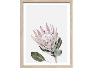 4019449490934 - PRO ART Gerahmtes Bild KING PROTEA (BHT 3250x4250x2 cm) BHT 3250x4250x2 cm bunt