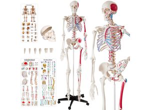 4260182877968 - tectake® Skelett lebensgroß und detailgetreu farblich markierte Bereiche sowie Muskel- und Knochennummerierung inklusive Anatomieposter