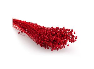 8715881304391 - Trockenblumen Flachs rot