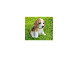 4251639205427 - Dazikemo Dekofigur Gartenfigur Beagle Welpe