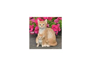 4251639209821 - Dazikemo Gartenfigur Dekofigur Katze mit Katzenbaby