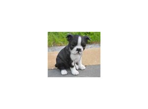 4251639205502 - Dazikemo Dekofigur Gartenfigur Boston Terrier