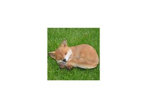 4251639205434 - Dazikemo Dekofigur Gartenfigur schlafender Fuchs