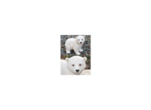 4251639205106 - Dazikemo Dekofigur Gartenfigur Eisbär 17 x 10 x 14 cm 4251639205106 - Dazikemo Dekofigur Gartenfigur Eisbär 17 x 10 x 14 cm
