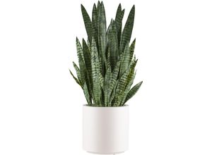 4064118241027 - Kunstpflanze CREATIV GREEN Sanseveria zeylanica grün Kunstpflanzen H 108cm Kunststoff im eleganten cremefarbenen Topf H108cm