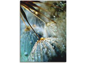 4055327764261 - Wandbild ARTLAND Pusteblume Mystische Schönheit Bilder Gr B H 60 cm x 80 cm Leinwandbild Blumen 1 St blau Bild Kunstdruck Metallbild Metallbilder Bilder als Alubild Leinwandbild Wandaufkleber oder Poster in versch Größen