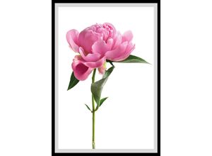 4049009896708 - Bild QUEENCE Gundula Bilder Gr B H 50 cm x 60 cm Wandbild Blumen Hochformat weiß (rosa grün weiß) Kunstdrucke gerahmt Rosen