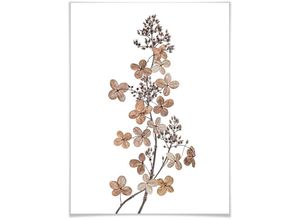 4063129156641 - Poster WALL-ART Hortensie Bilder Gr B H T 100cm x 120cm x 01cm Blumen bunt Poster ohne Bilderrahmen