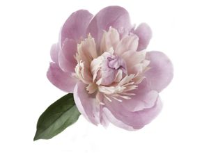 4049009858096 - Wandtattoo »Alena« (1 St) Wandbild Sticker rosa Blume Blüte selbstklebend Pastellfarben