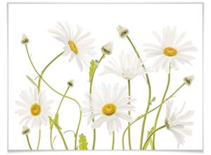 4063129156252 - Poster WALL-ART Ox eye Daisies Bilder Gr B H T 120cm x 100cm x 01cm Schriftzug bunt Poster ohne Bilderrahmen