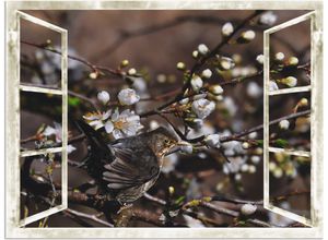 4057738821335 - Wandbild ARTLAND Fensterblick - Kirschblüten mit Amsel Bilder Gr B H 120 cm x 90 cm Alu-Dibond-Druck Vögel 1 St schwarz Bild Kunstdruck Kunstdrucke Bilder als Alubild Leinwandbild Wandaufkleber oder Poster in versch Größen