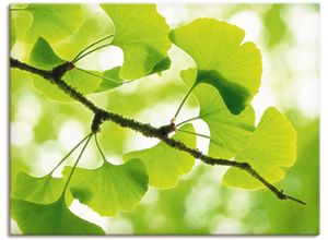 4055327244220 - Wandbild ARTLAND Ginkgo Bilder Gr B H 120 cm x 90 cm Leinwandbild Blätter 1 St grün Bild Kunstdruck Poster Bilder als Leinwandbild Wandaufkleber oder in versch Größen