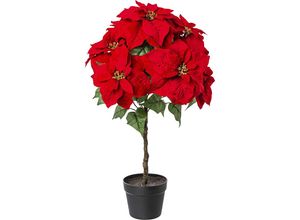 4064118082286 - Poinsettien-Stamm Kunststofftopf Höhe 750 mm