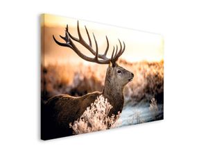 8714597508543 - Deco-Panel REINDERS Hirsch im Wald Bilder Gr B H 118 cm x 70 cm braun Kunstdrucke Bilder 11870 cm