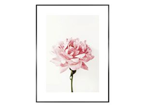 8714597575439 - Poster REINDERS Pfingstrose Bilder Gr B H T 30 cm x 40 cm x 16 cm rosa Poster