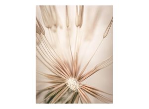 8714597611205 - Kunstdruck REINDERS Pusteblume Bilder Gr B H T 40 cm x 50 cm x 16 cm beige Kunstdrucke