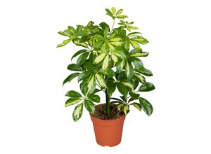 4311532539910 - Strahlenaralie - Schefflera arboricola Höhe 30-40 cm Ø13cm Topf 1 Pflanze