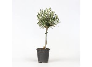 8721278900459 - Plant in a Box - Olivenbaum - Olea europaea - Höhe 45-55cm - Topf 14cm