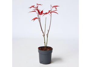 6097246036041 - Plant in a Box - Japanischer Ahorn - Acer palmatum atropurpureum - Höhe 25-40cm - ø105cm