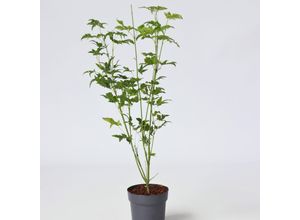 6097223423468 - Plant in a Box - Japanischer Ahorn - Acer palmatum Going Green - Höhe 25-40cm - ø105cm